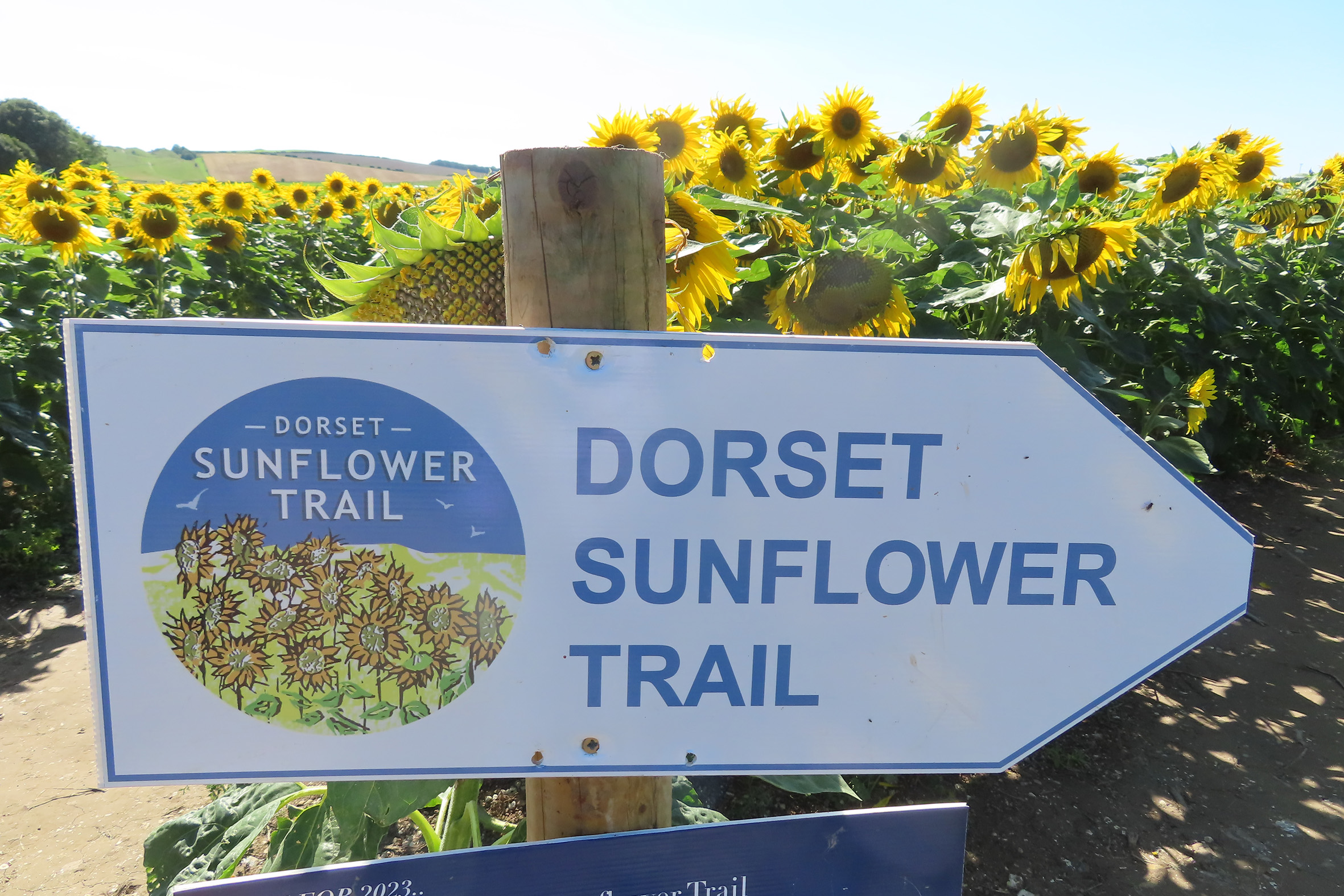 Maiden Castle Farm sunflower trial to return for 2024