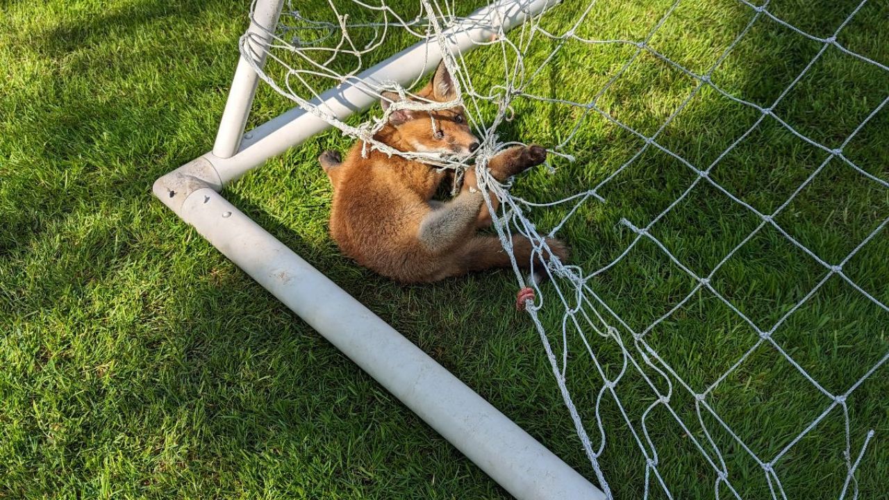 Animal welfare charity urging us to put away garden football nets
