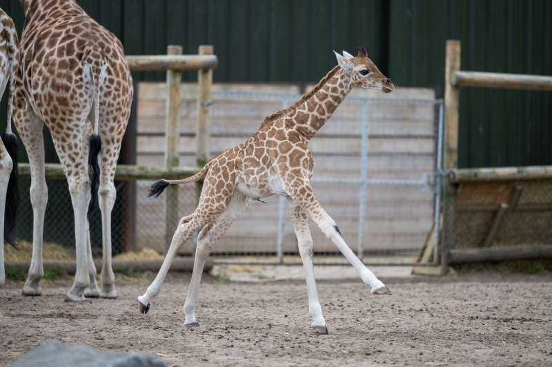 Two week old Giraffe calf takes first steps with the herd | News - Hits ...