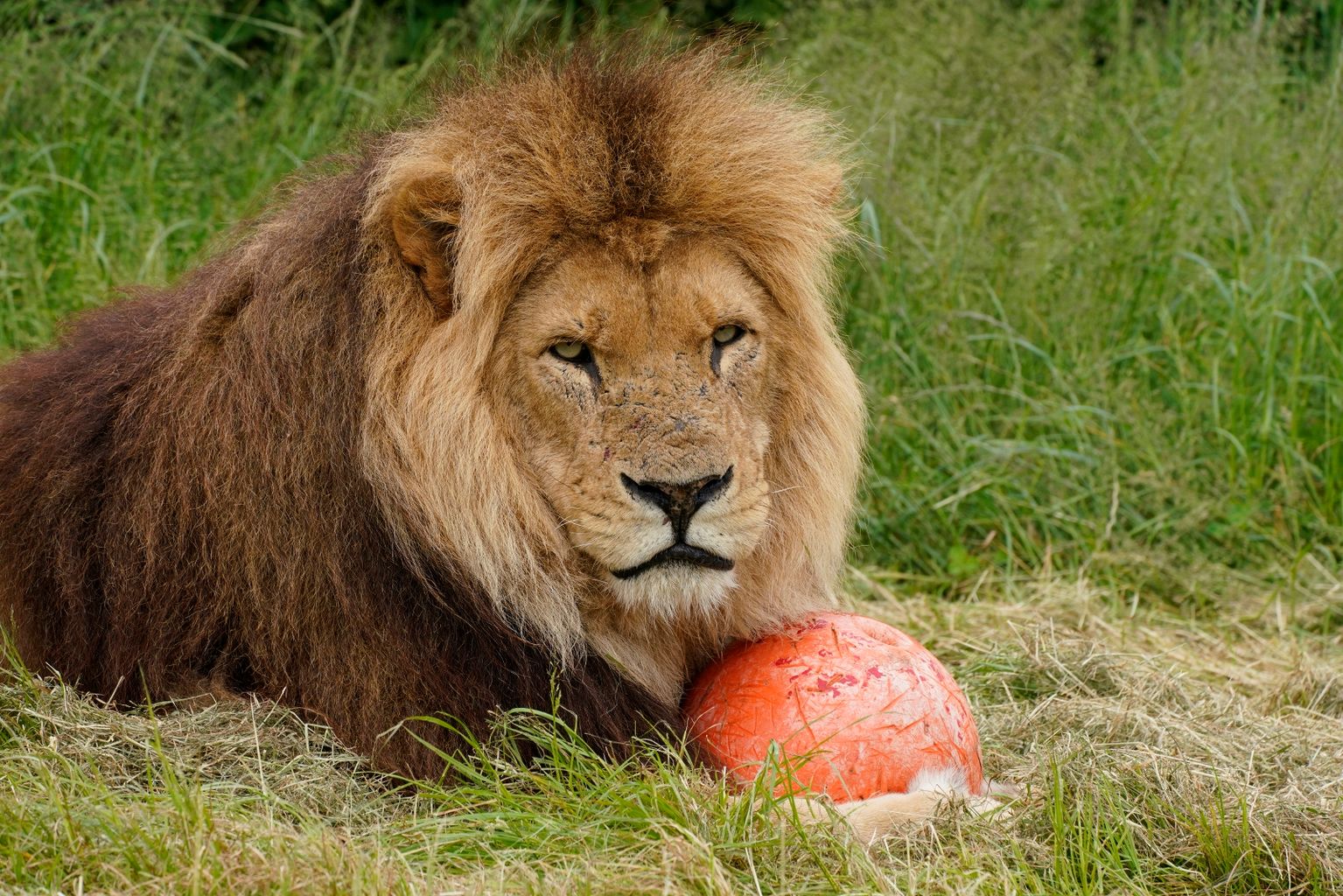 Longleat lions practice ball skills for Euro 2024