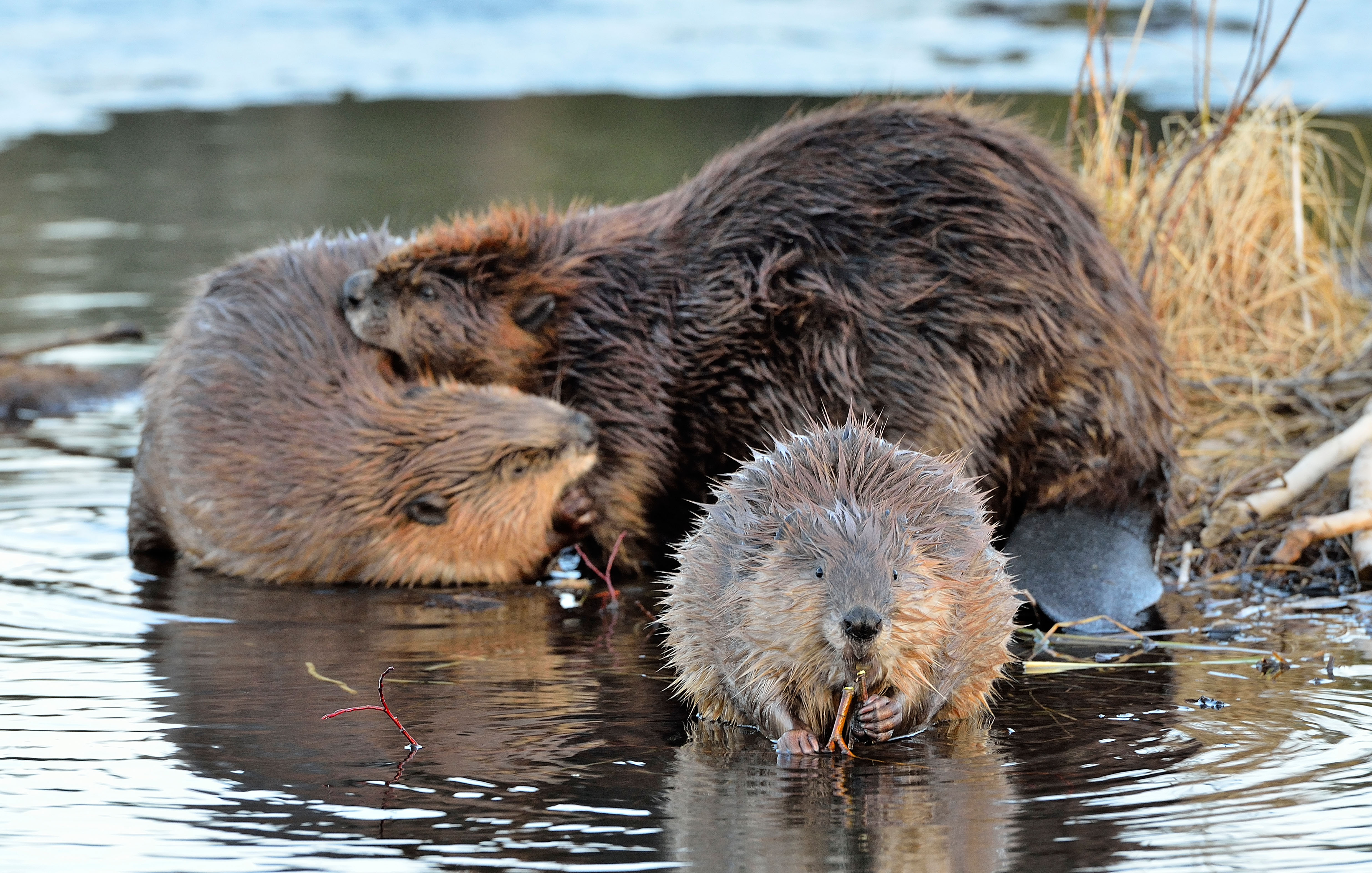 Beavers pave way for return of endangered water voles to Scottish ...