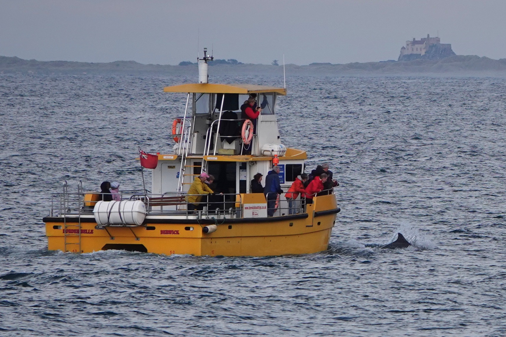 Dolphins along Northumberland coast becoming 'more acrobatic'