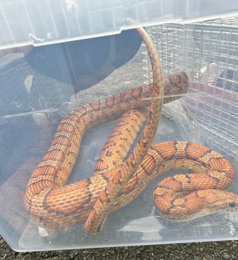 Portsmouth: Two-metre long snake found under garden shed | News ...
