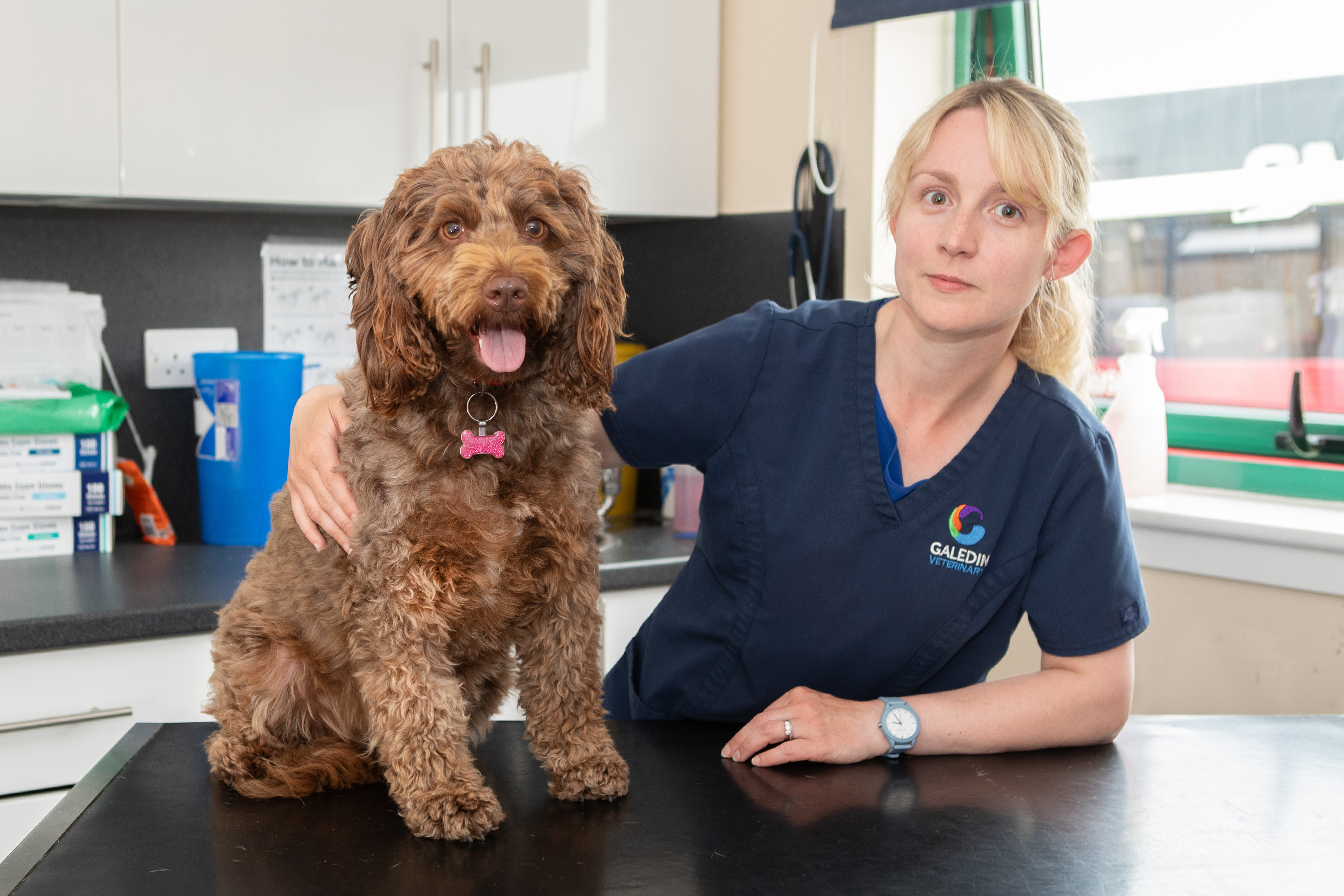 Dog owners issued warning following spate of suspected cannabis poisonings