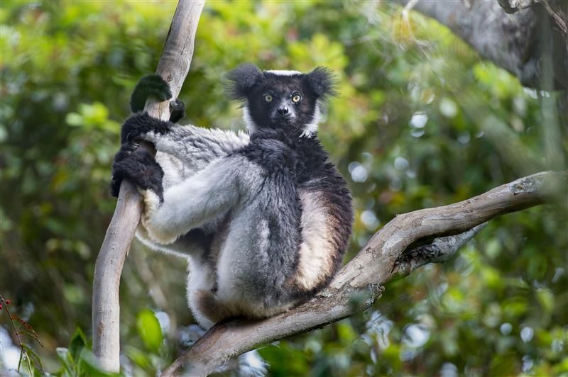 Lemurs-singing-We-Will-Rock-You-says-University-of-Warwick-professor