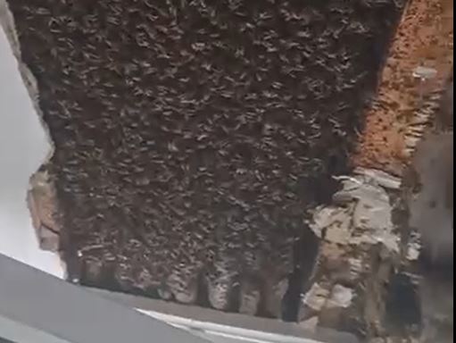 More than 150,000 bees found in Inverness home | News - MFR