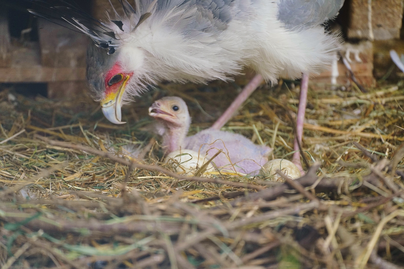 Rare secretary bird chick born at Longleat