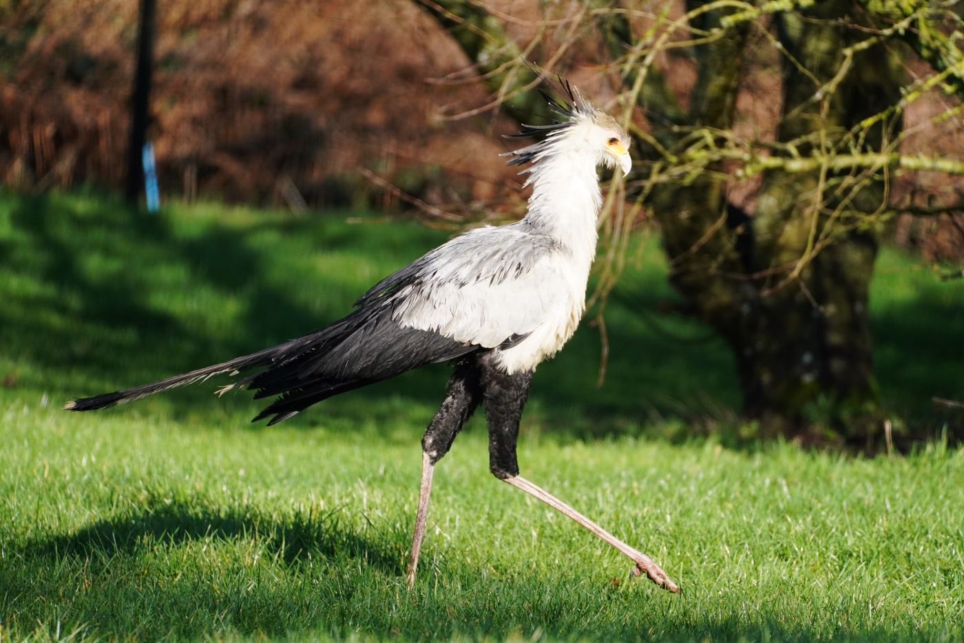 Longleat Safari Park welcome rare bird of prey chick | News - Greatest ...
