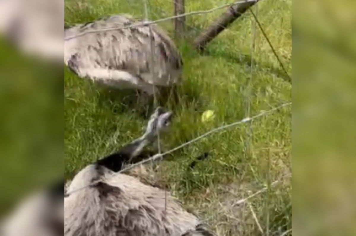 Rhea laying egg captured on camera at Dorset farm park