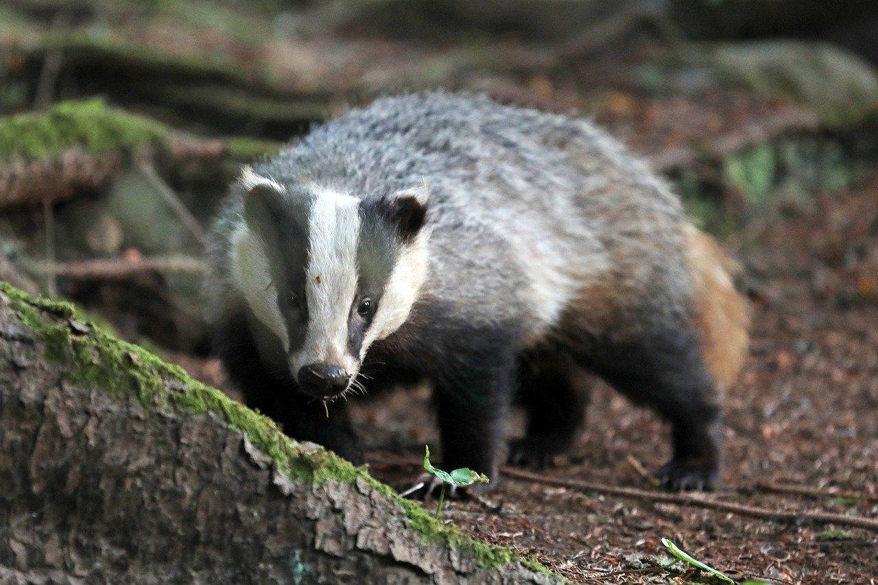 West Mercia Police check 'badger sites' to make sure animal is safe