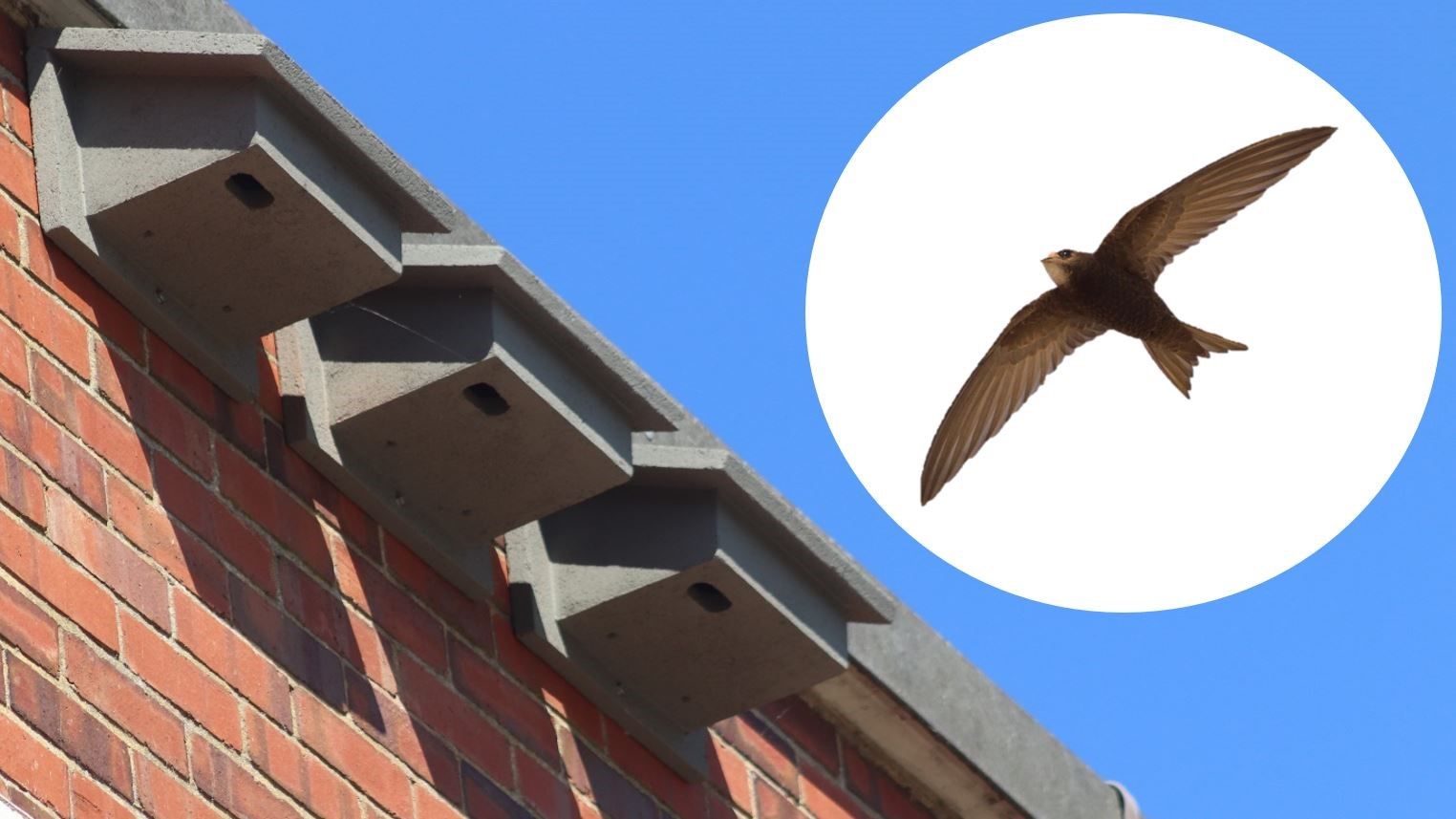 Swift boxes installed at Bournemouth Water treatment works