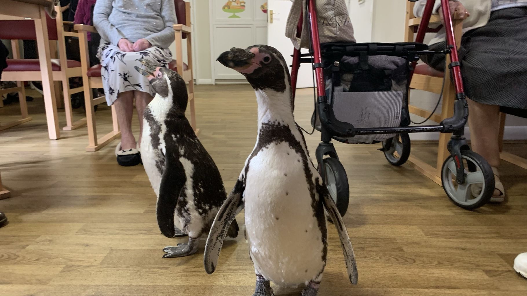 Two Humboldt penguins bringing smiles to residents at a Lincolnshire ...