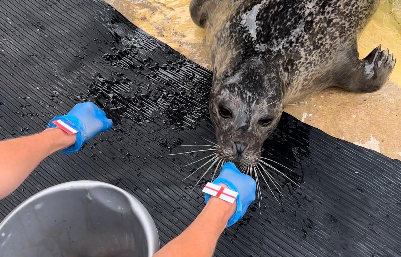Seal at the Cornish Seal Sanctuary predicts 'England win'