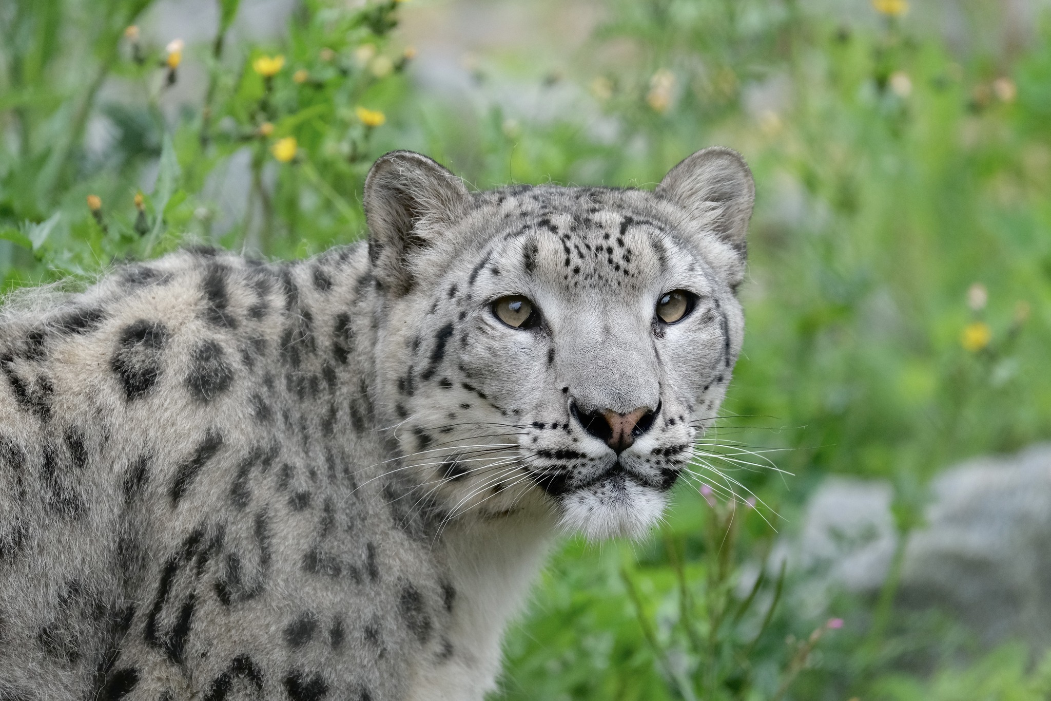 Rare snow leopard arrives at Banham Zoo