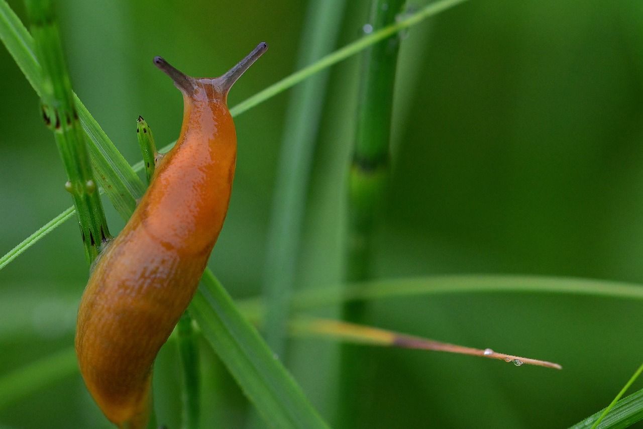 Norwich scientists ask people to post them slugs | News - Greatest Hits ...