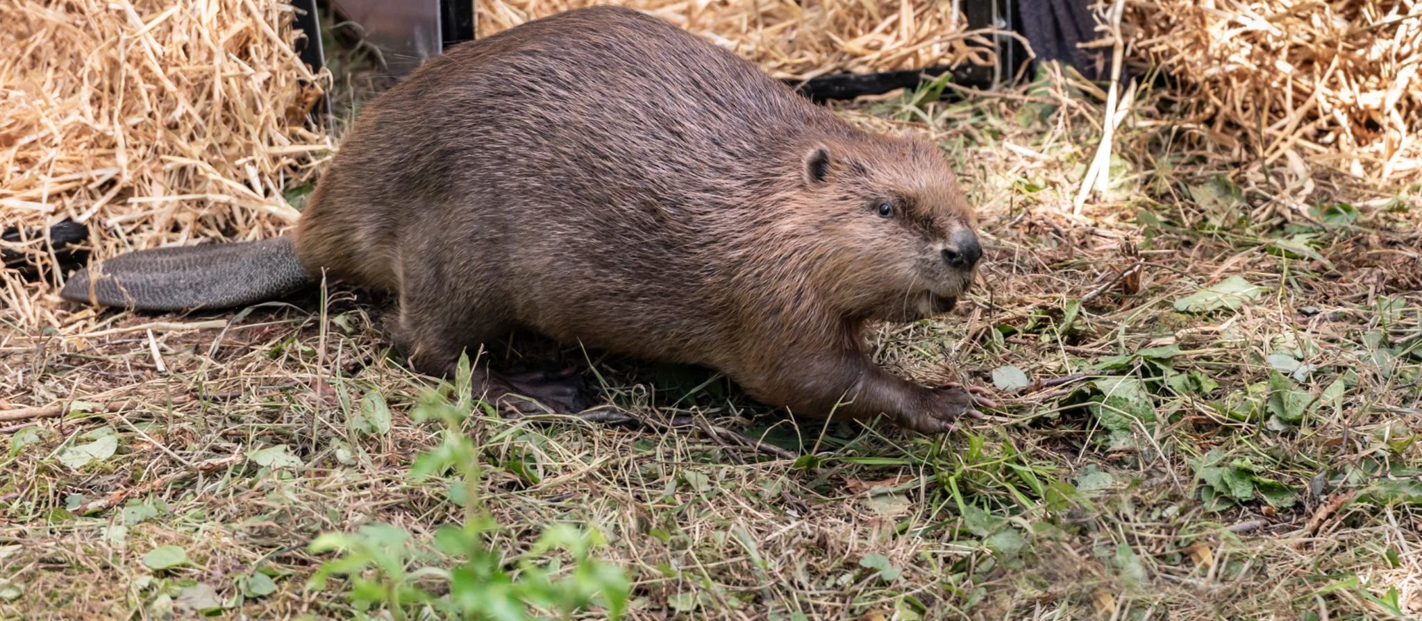 First baby beaver born in Northumberland in 400 years announced