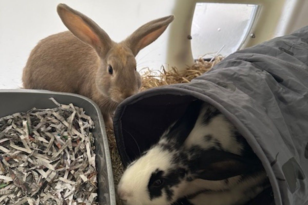 Four rabbits found abandoned in dirty hutch in Ringwood