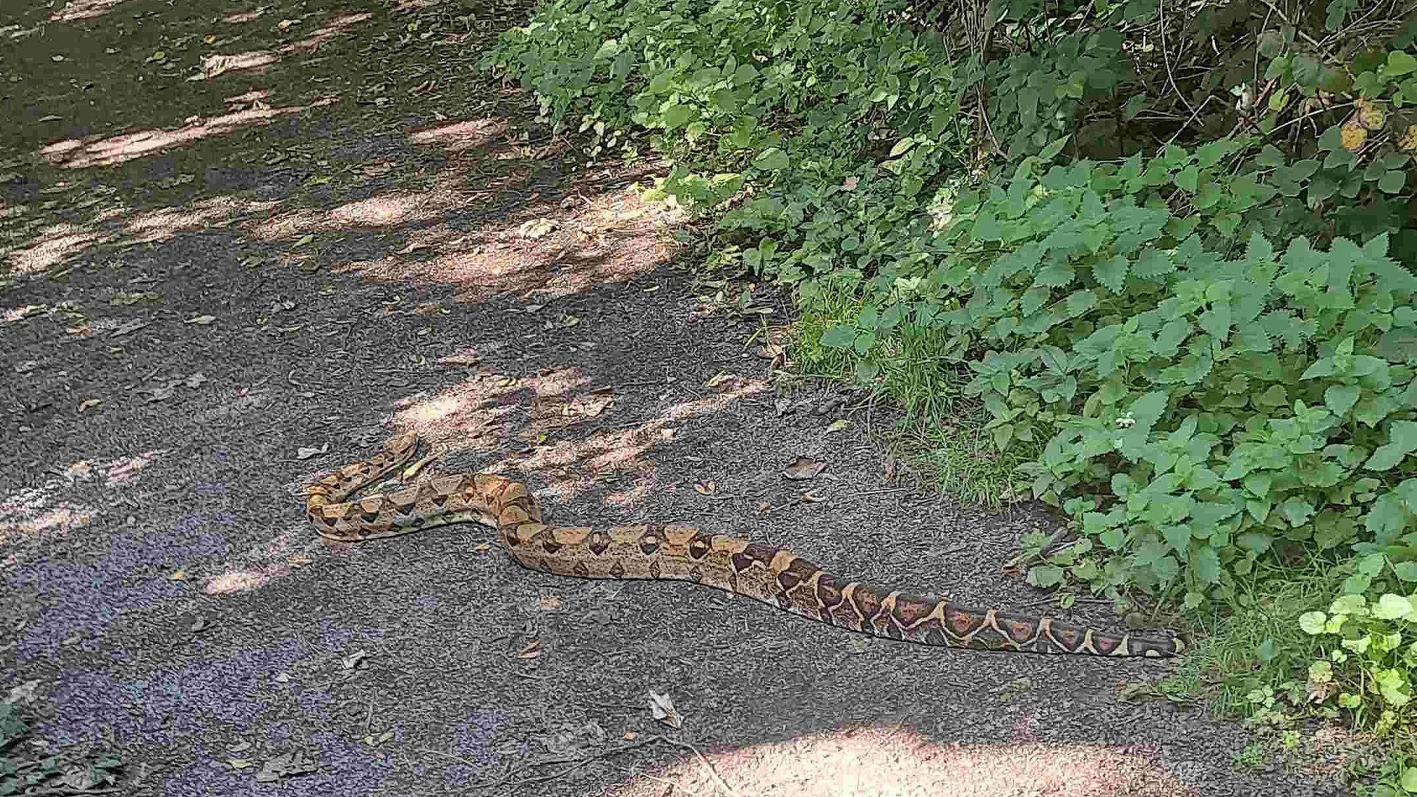 Police called to six-foot long snake found in Nottinghamshire park