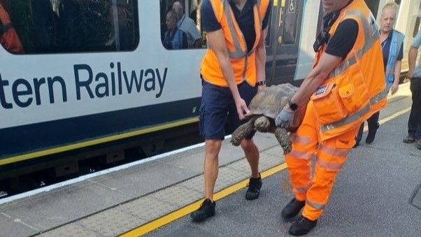 Escaped tortoise found on train tracks between Ascot and Bagshot