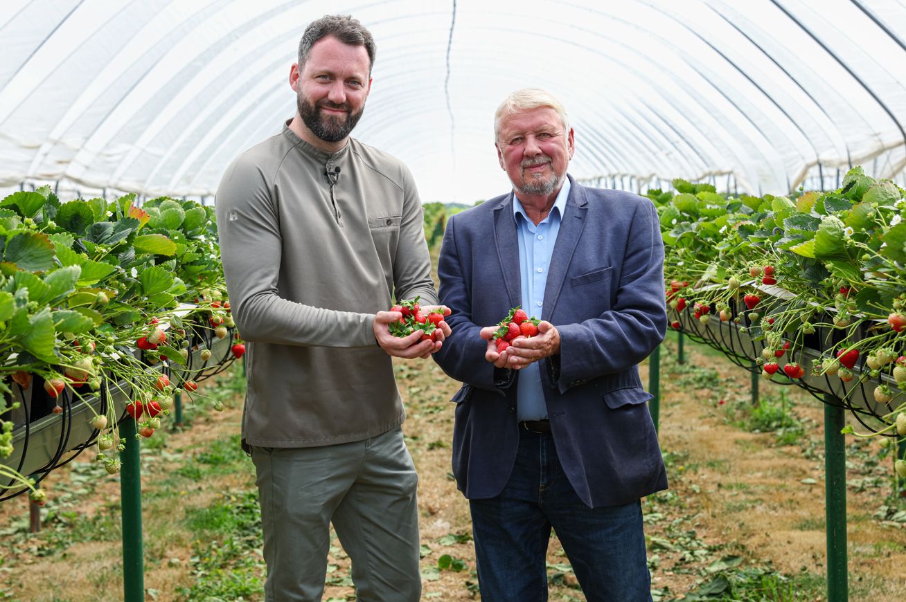 Kent's berry growers in jeopardy with more people quitting