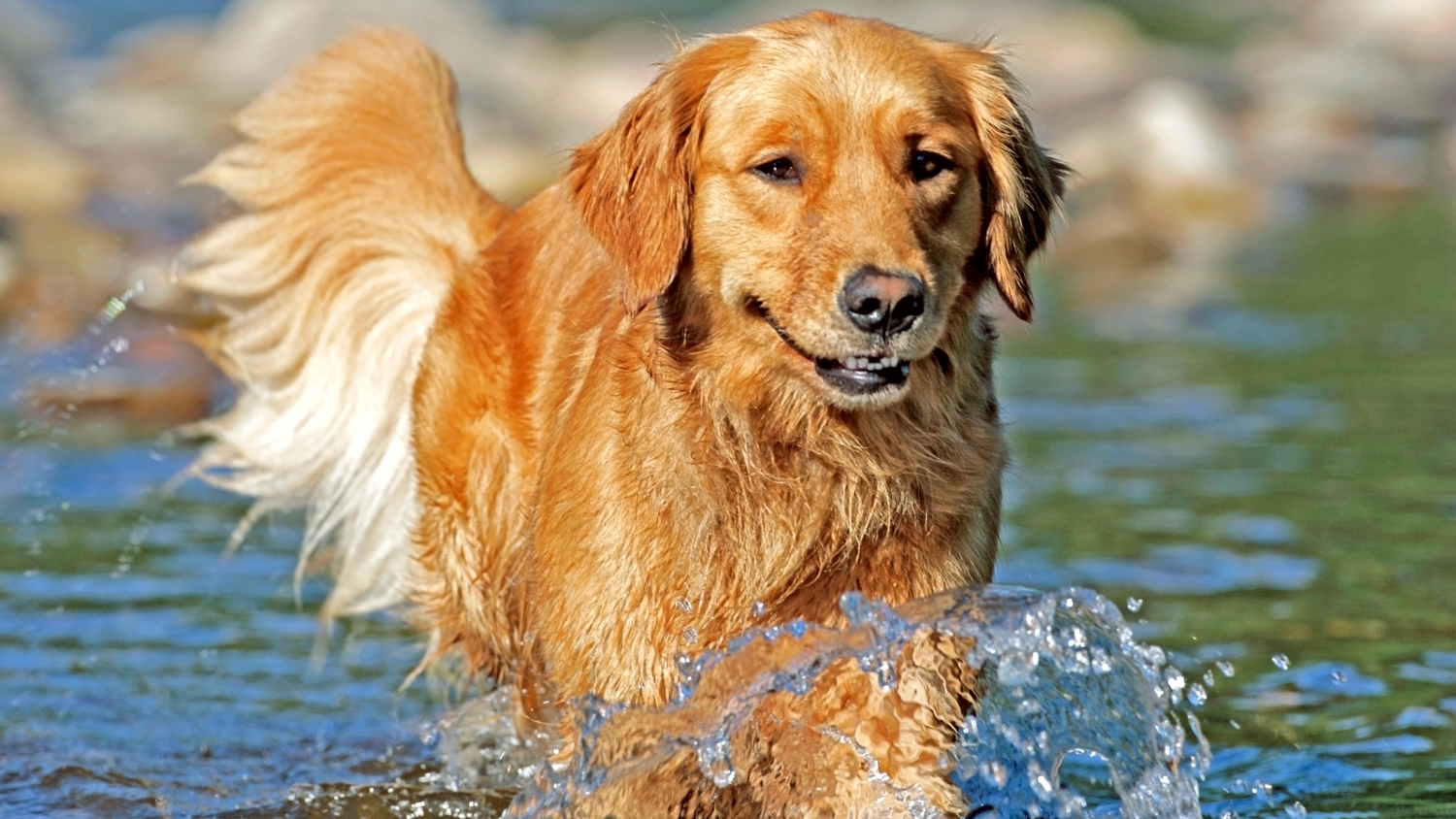 Top tips to keep your pets cool when it's hot outside
