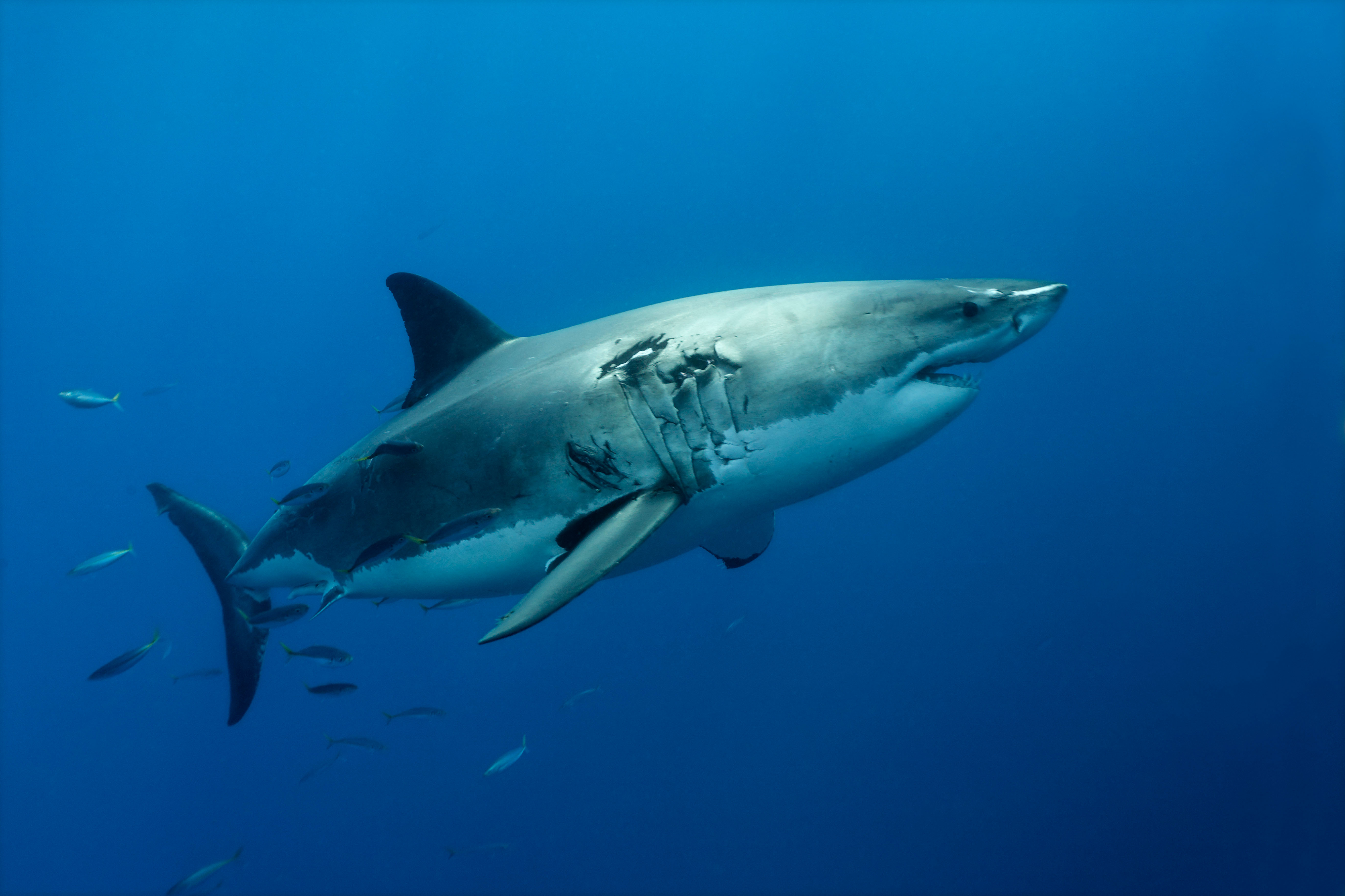 Aberdeen University find Great White Sharks more at risk of extinction ...