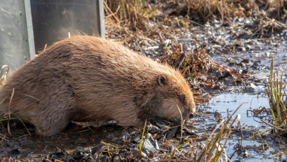Beavers released into the National Park have given birth to two babies ...
