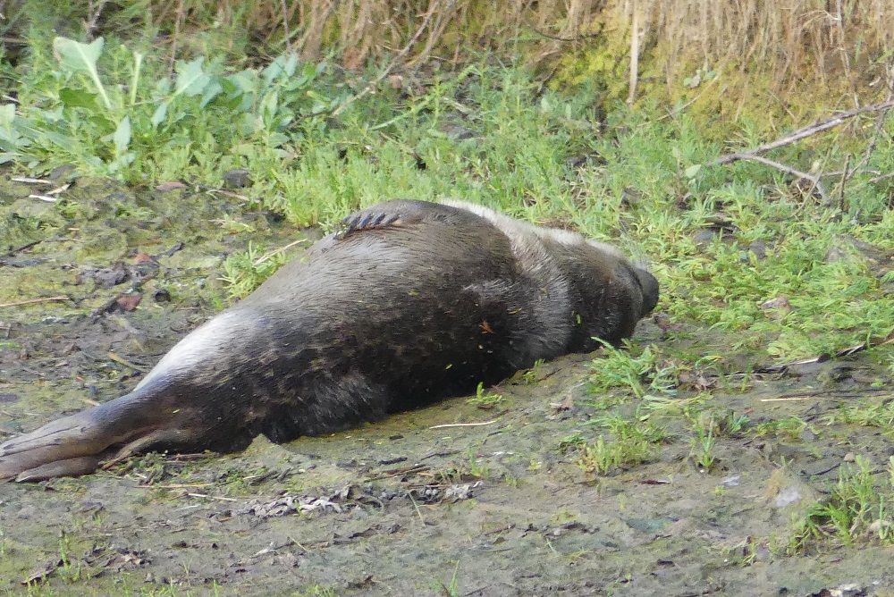 Rare seal found in Cornwall for the first time | News - Hits Radio ...