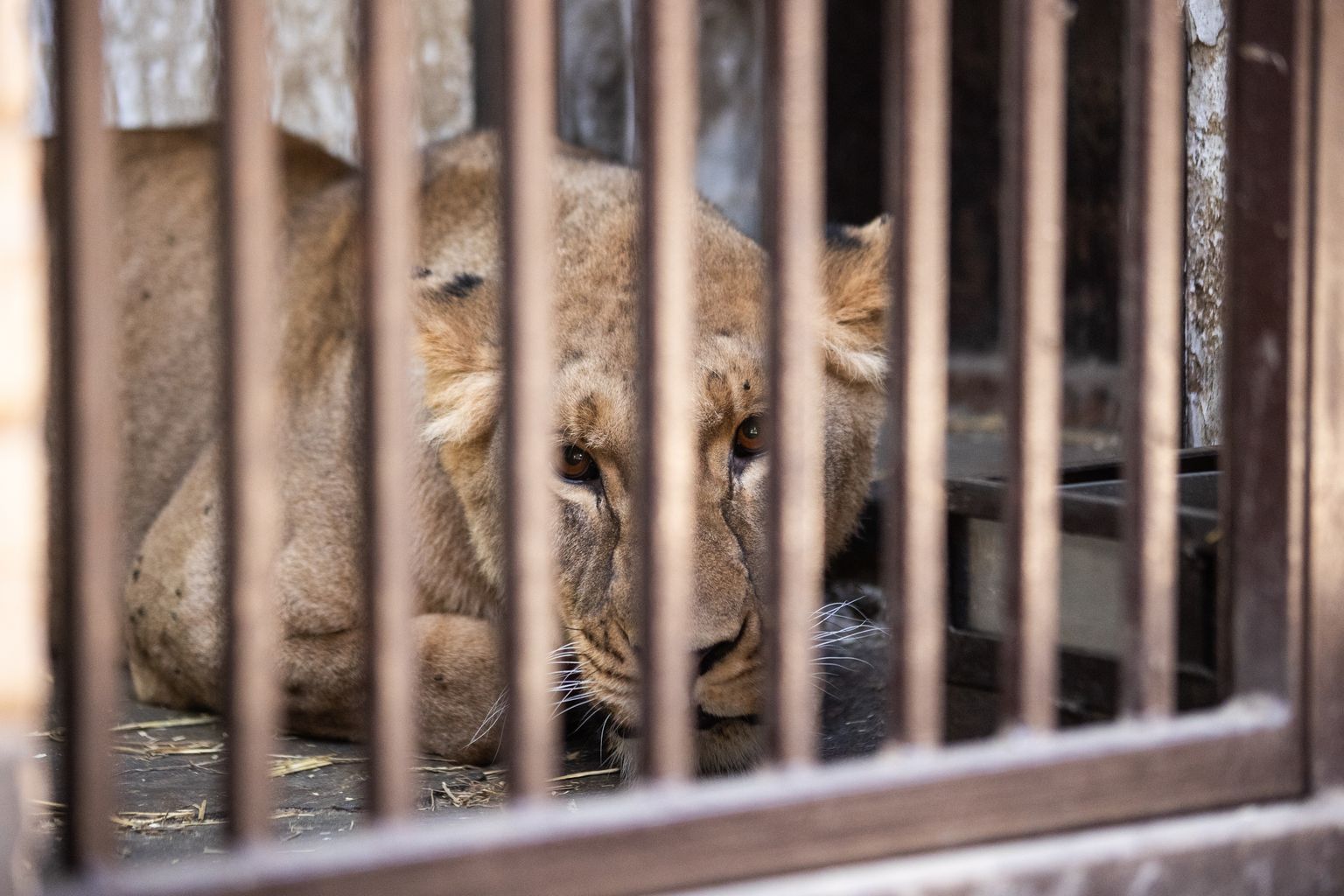 Kent animal sanctuary rescues lion with pschological issues from Ukraine
