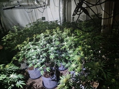 Cannabis grow found in Accrington