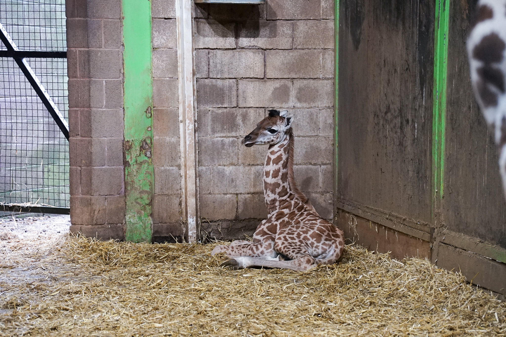Belfast Zoo welcomes baby giraffe