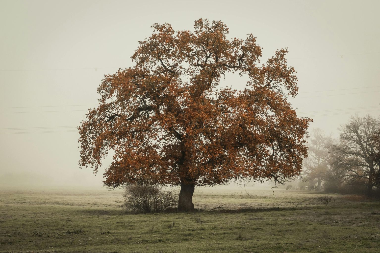 Somerset Tree shortlisted for 'Tree of The Year' | News - Greatest Hits ...