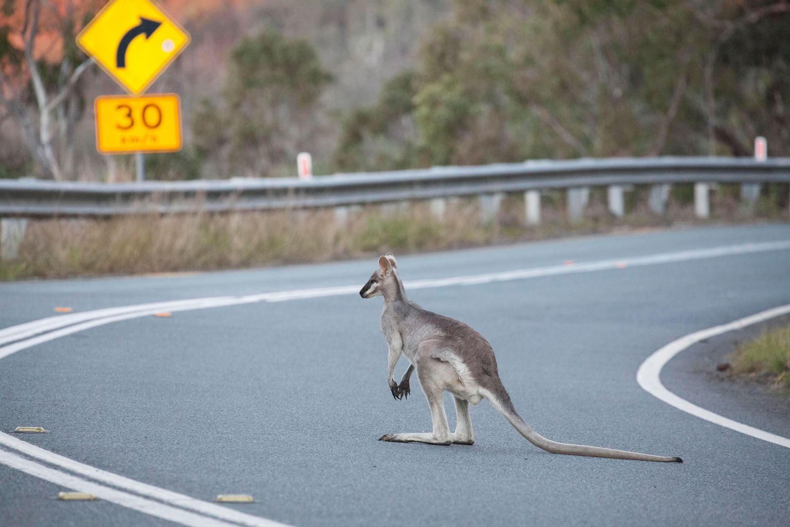 Wallaby killed on Cornish road | News - Greatest Hits Radio (Cornwall)
