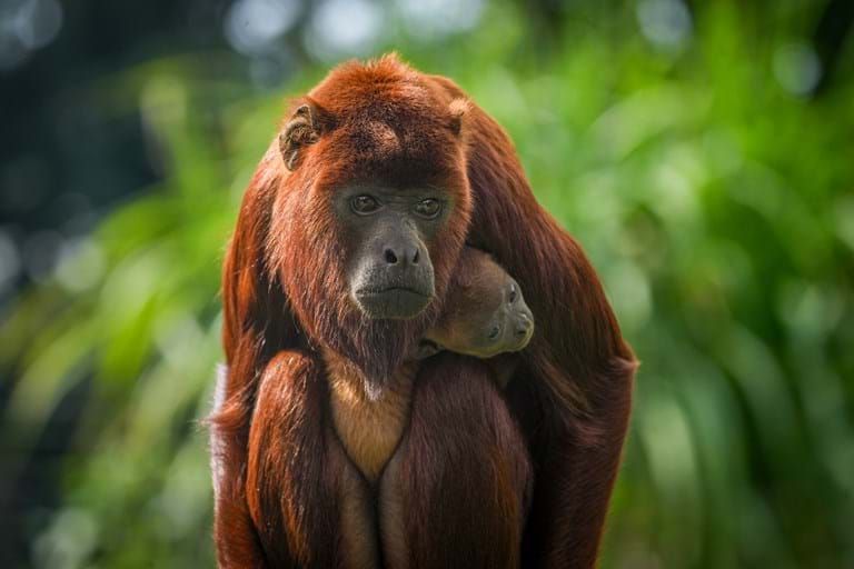 Rare monkey infant born at Yorkshire Wildlife Park ahead of bank holiday