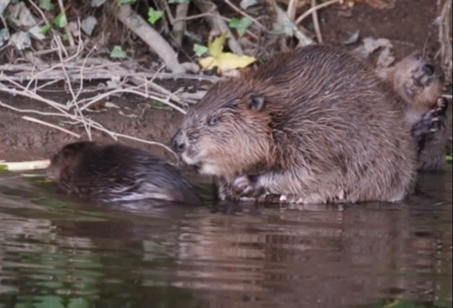 'Beaver restrictions should be eased' say campaigners, who want other ...