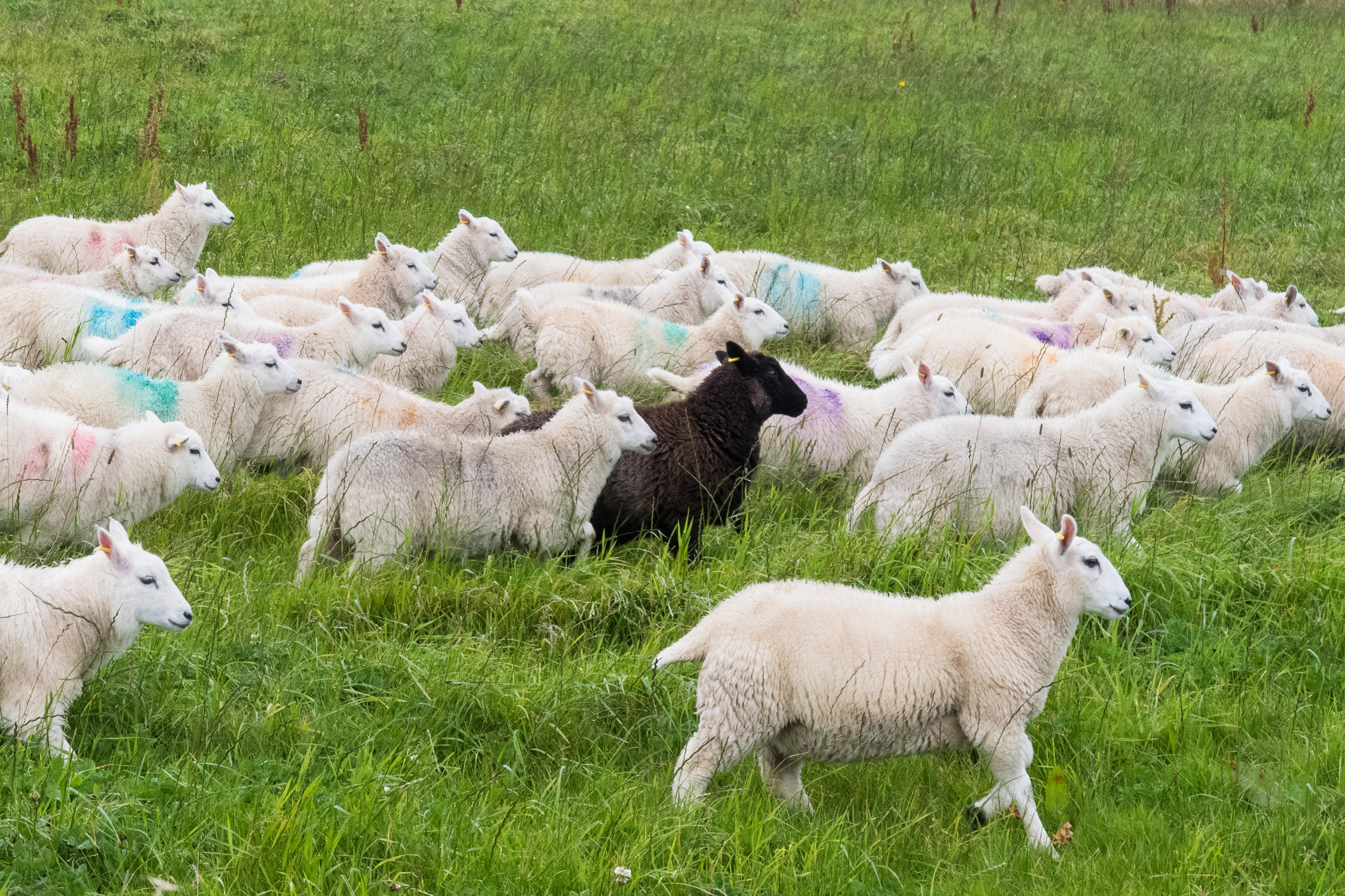 Worcestershire residents urged to be 'vigilant' for suspicious meat