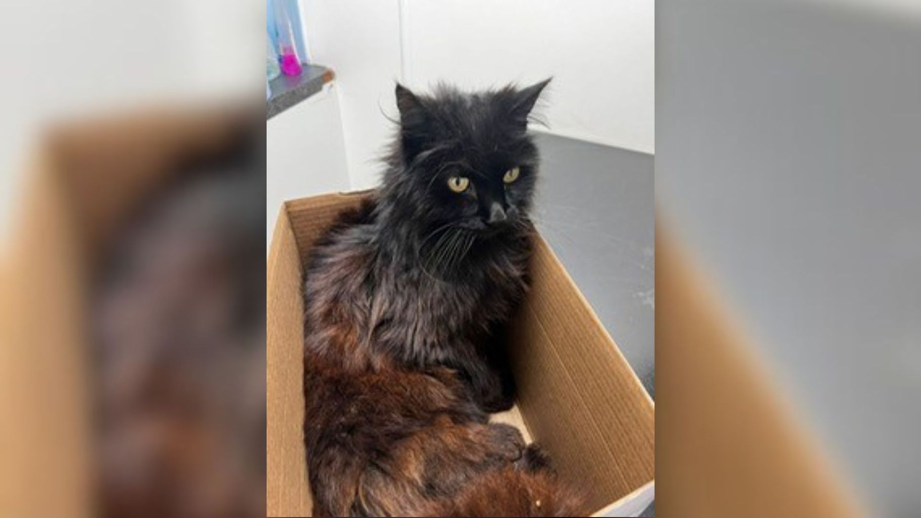 Pepé the cat reunited with owners almost a decade after going missing ...