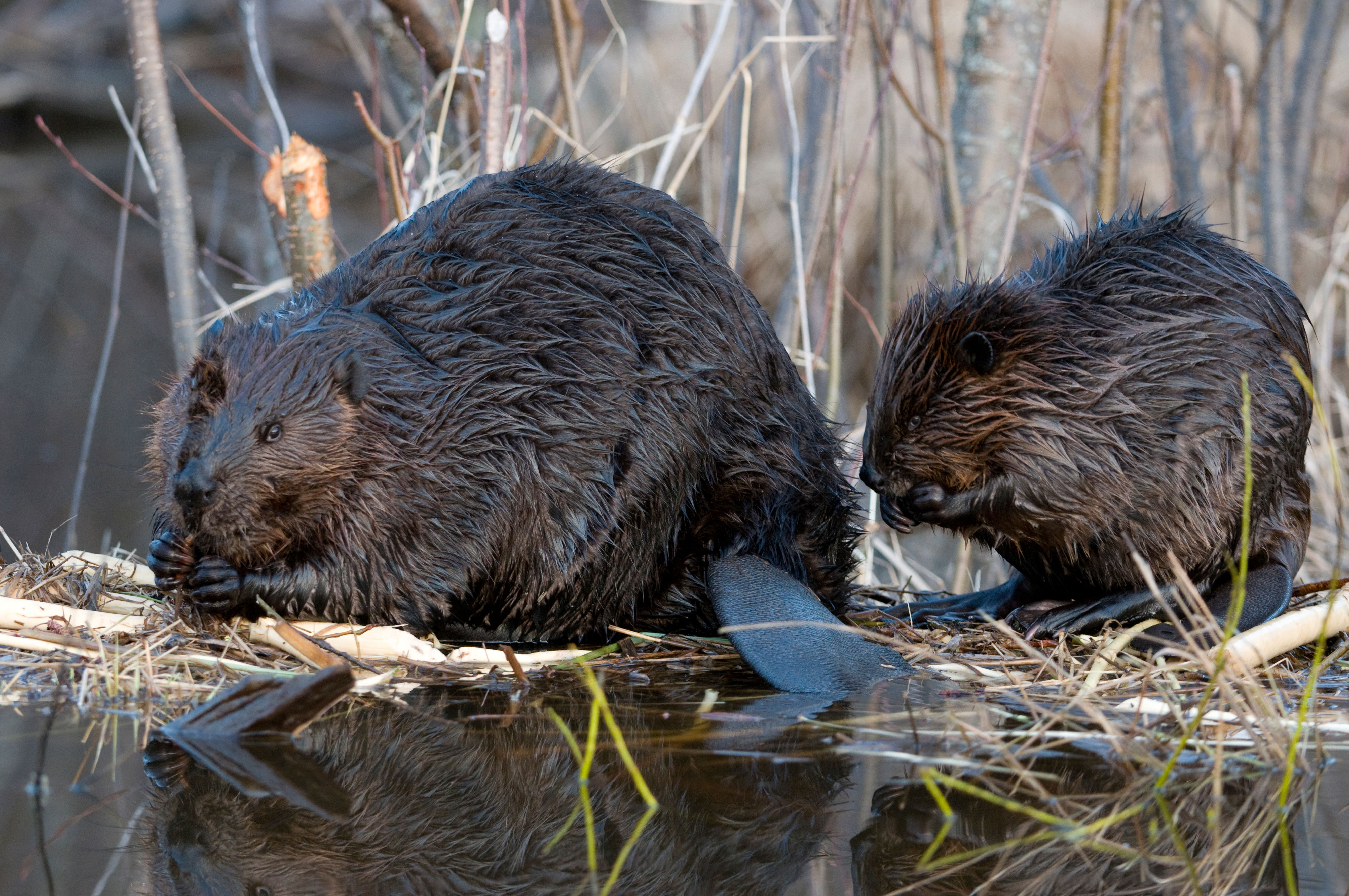 The reintroduction of beavers in Wales may have surprising benefits ...