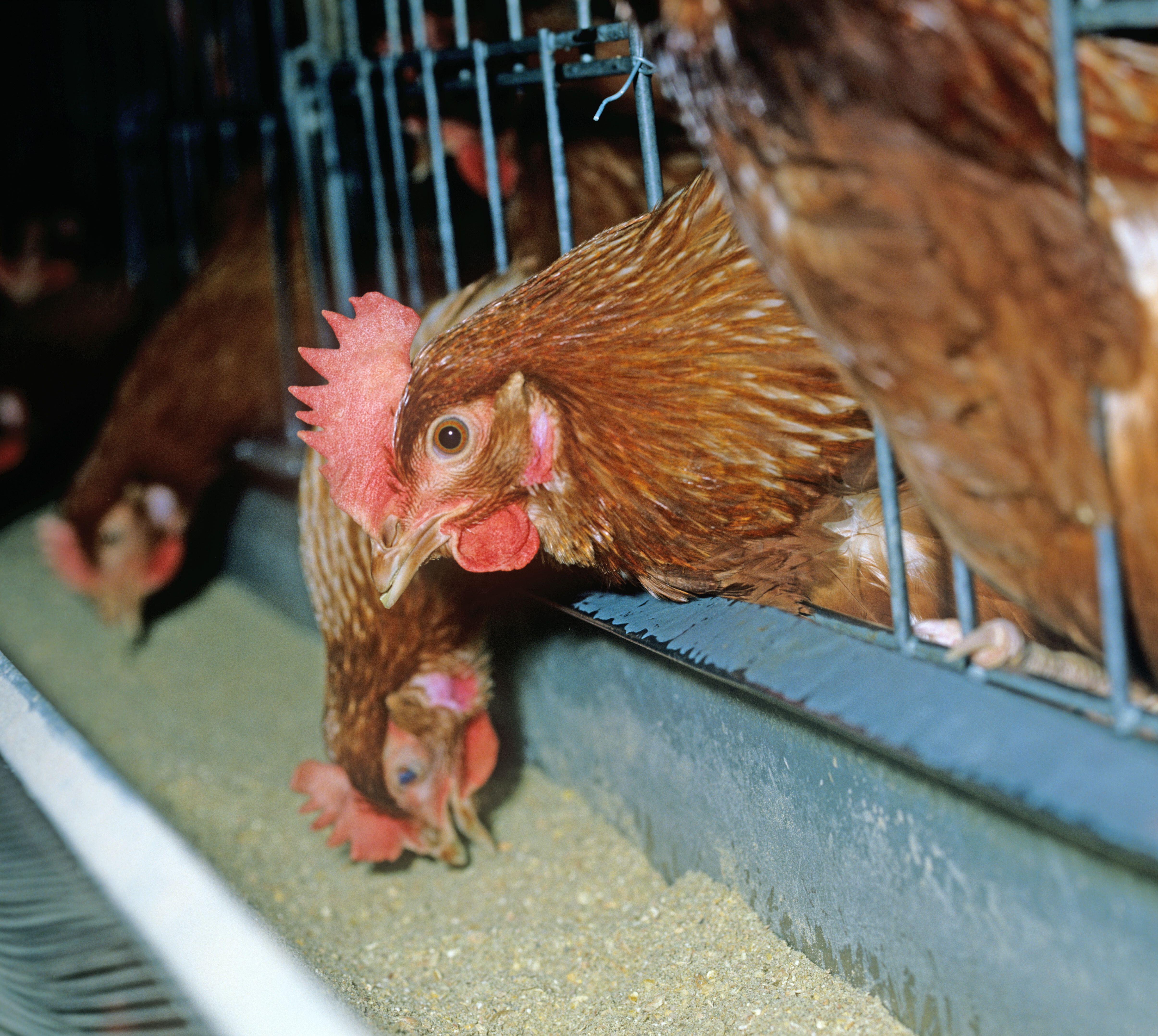 One in Five UK Eggs Come from Caged Hens, RSPCA Reveals | News - Hits ...
