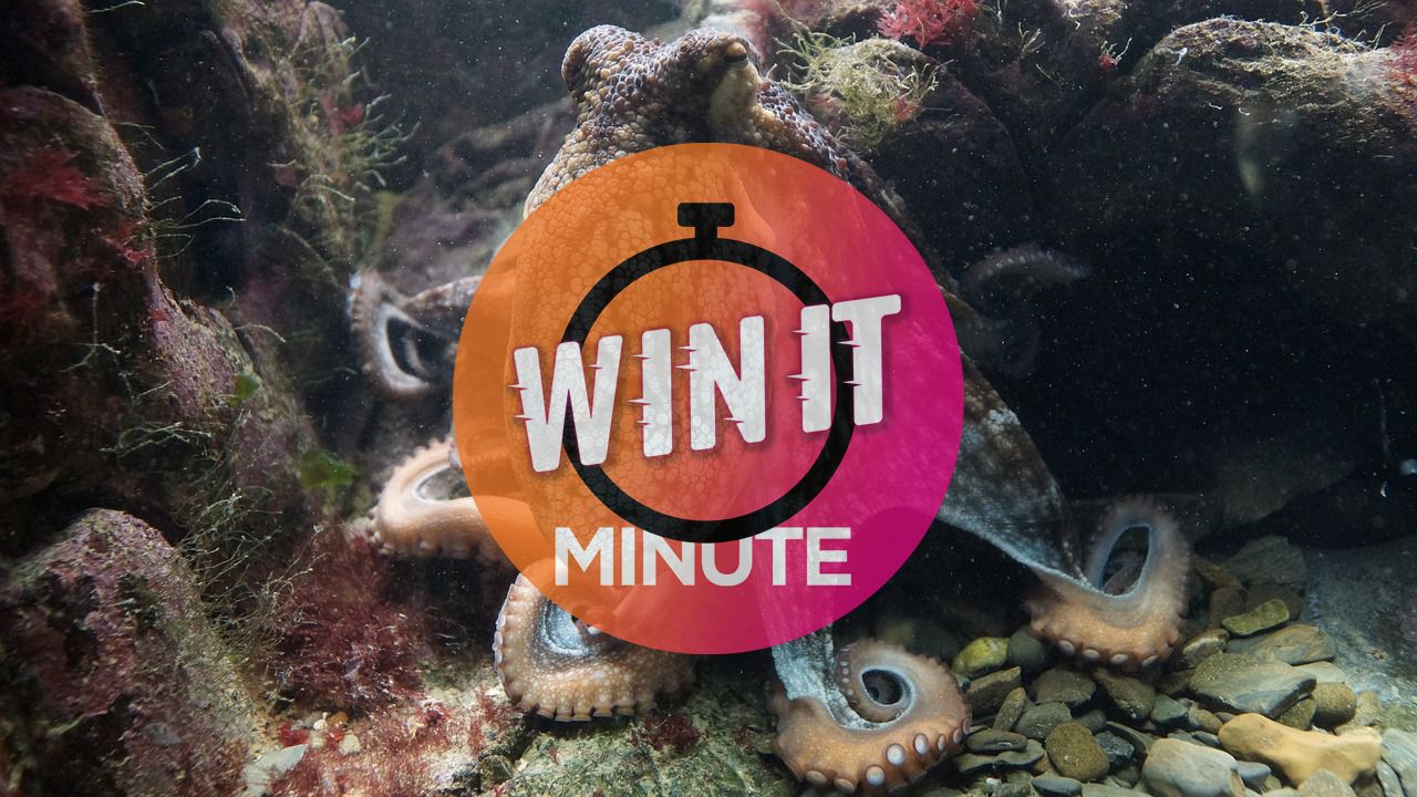 WIN IT MINUTE: An octopus has how many hearts? | Gaming - Northsound 1