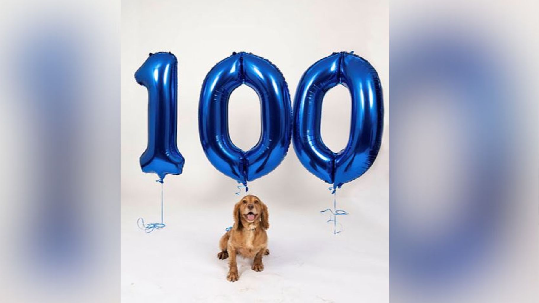 Northants police 'digi-dog' celebrates 100th deployment