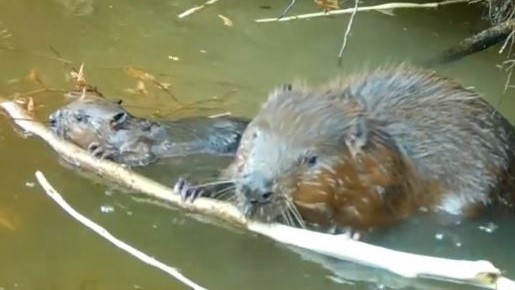 Beavers born in Hampshire for first time in 400 years