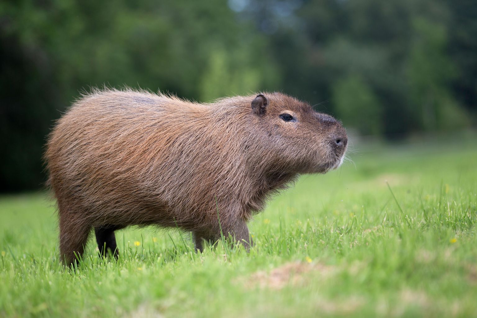 Night time search for missing Capybara in Shropshire | News - Hits ...
