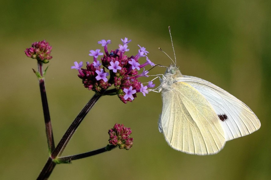 "Butterfly emergency" as Sussex sees drastic drop in species | News ...