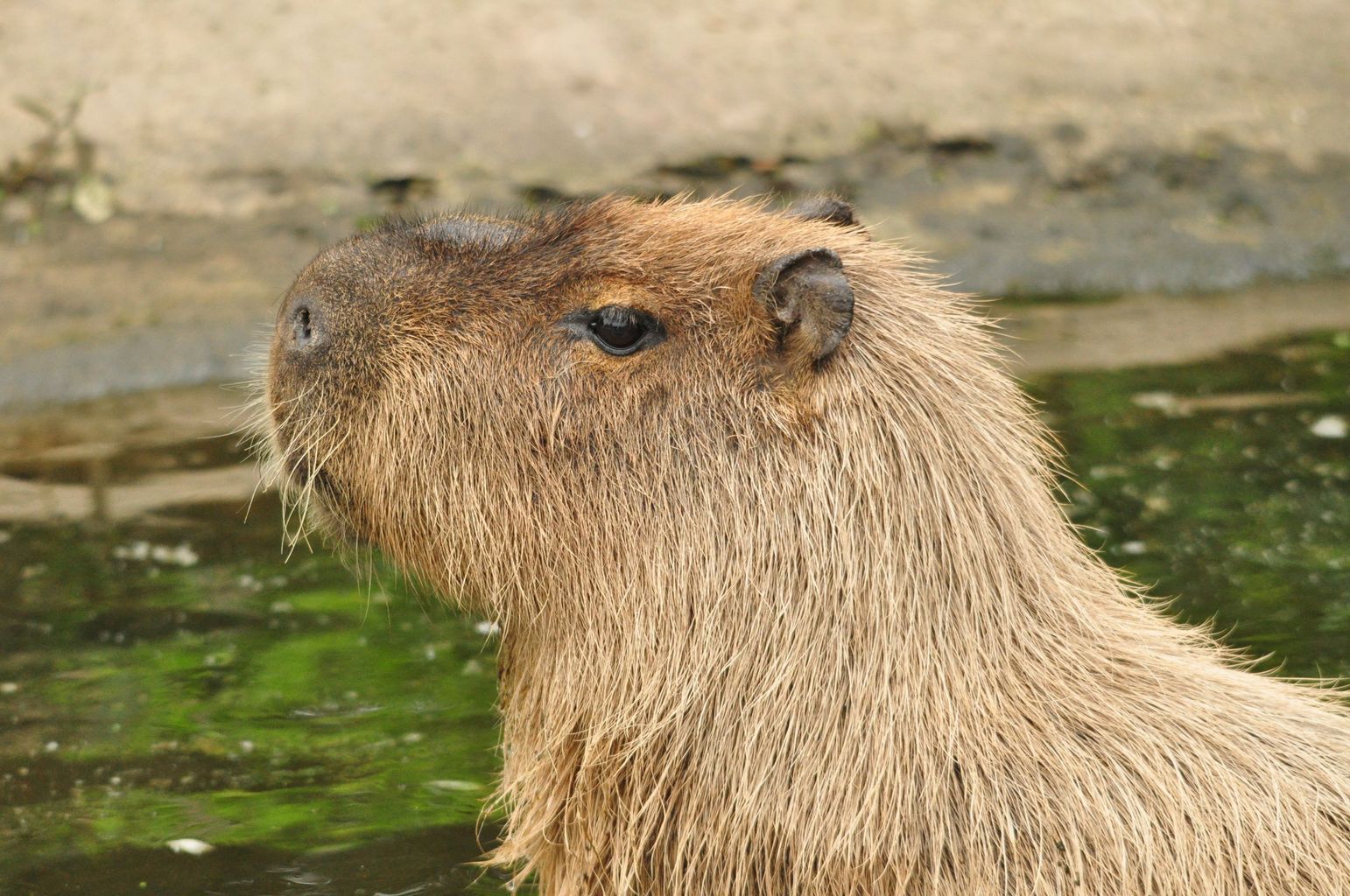 Cinnamon the Capybara's time on the run in Shropshire comes to an end