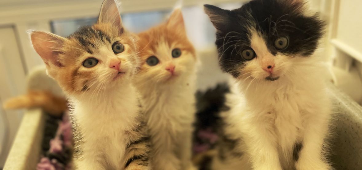 Kittens rescued after being found in car engine