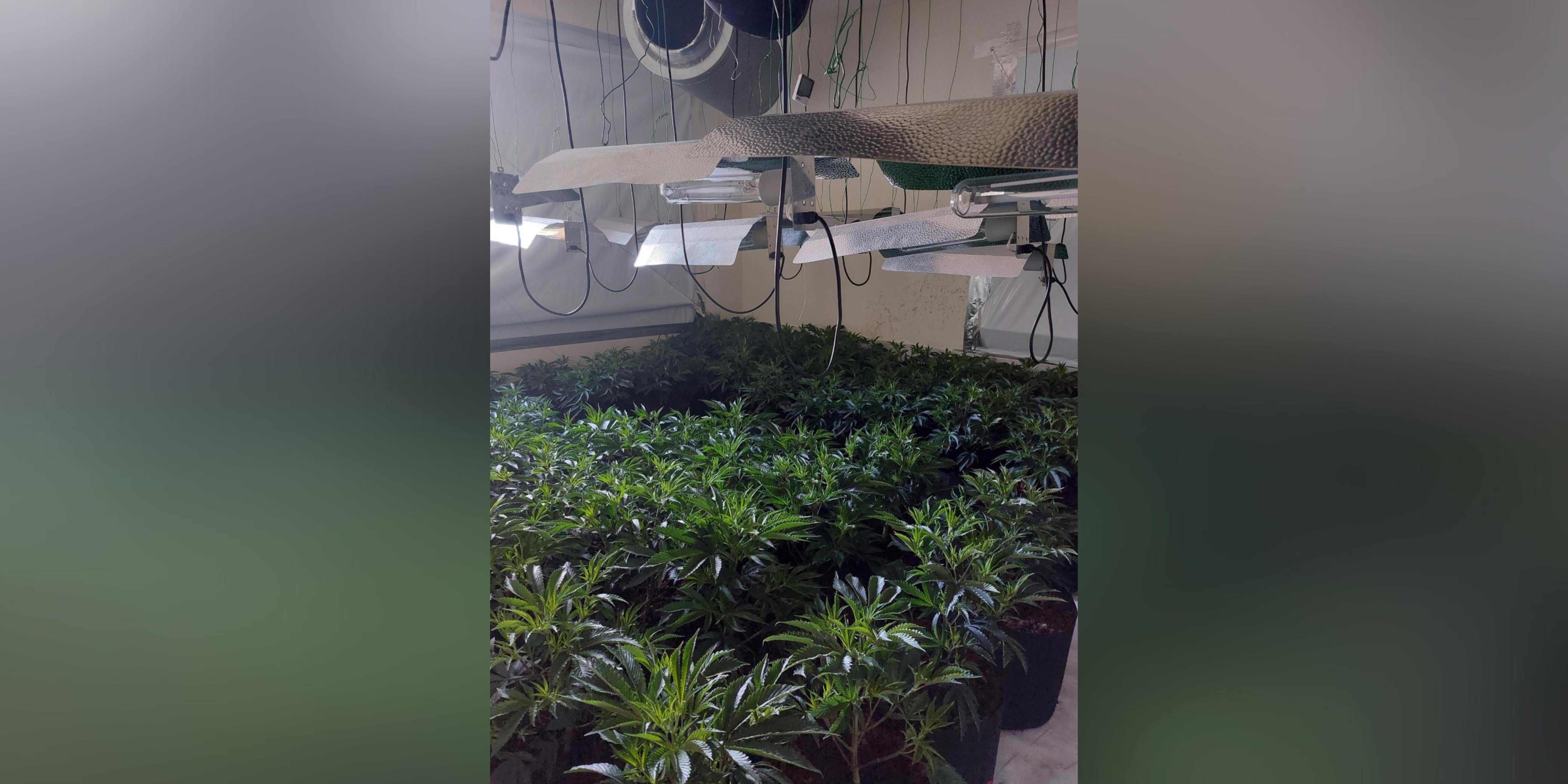 Police uncover more than 700 cannabis plants in Holt