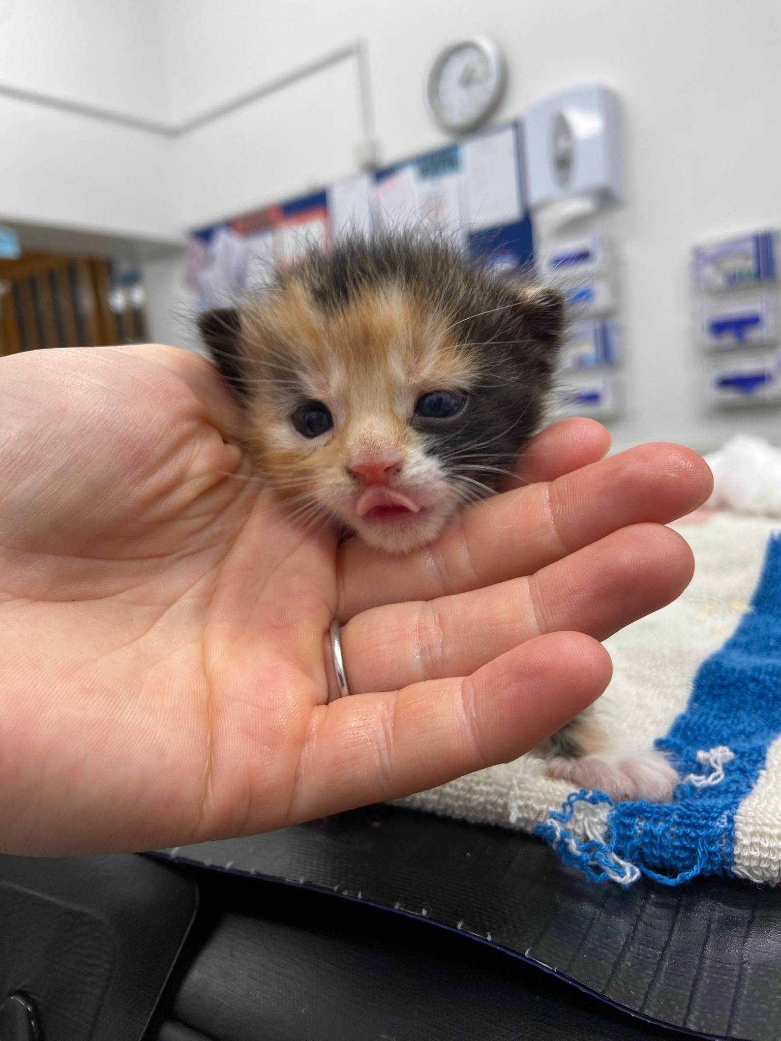 RSPCA launches appeal after two litters of kittens dumped in Norfolk on ...