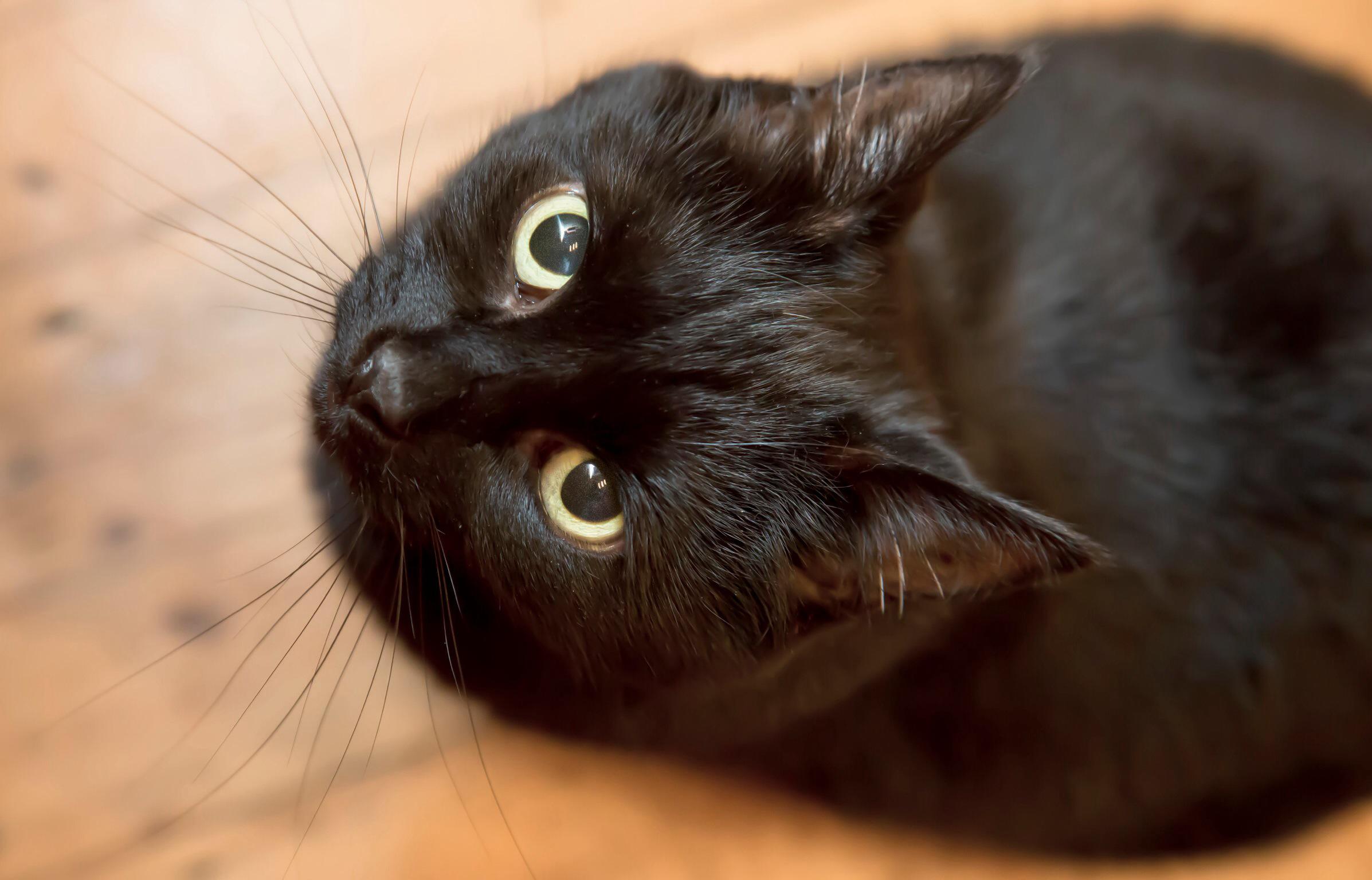 Cat Dead End Structure