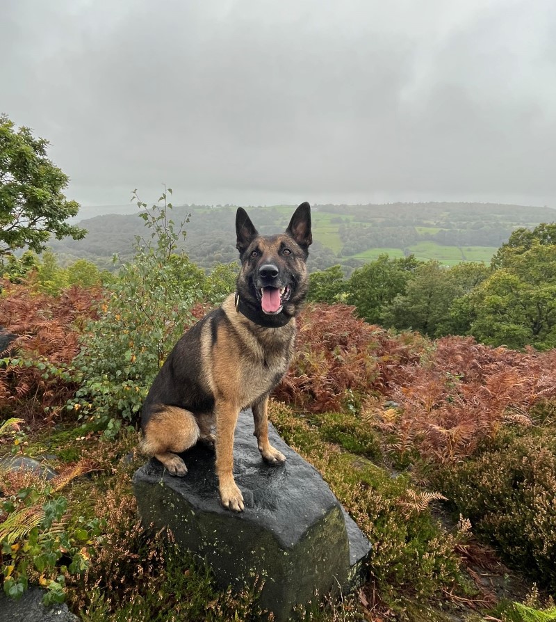Two top South Yorkshire Police dogs headed for retirement | News ...